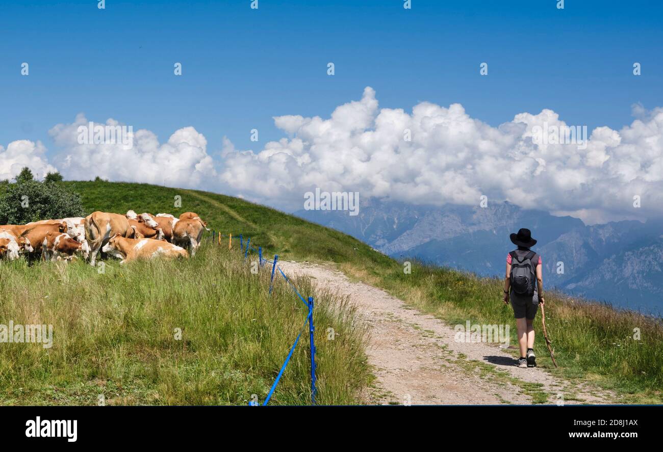 girl or woman hiking in mountain with cow along the path - adventure ...