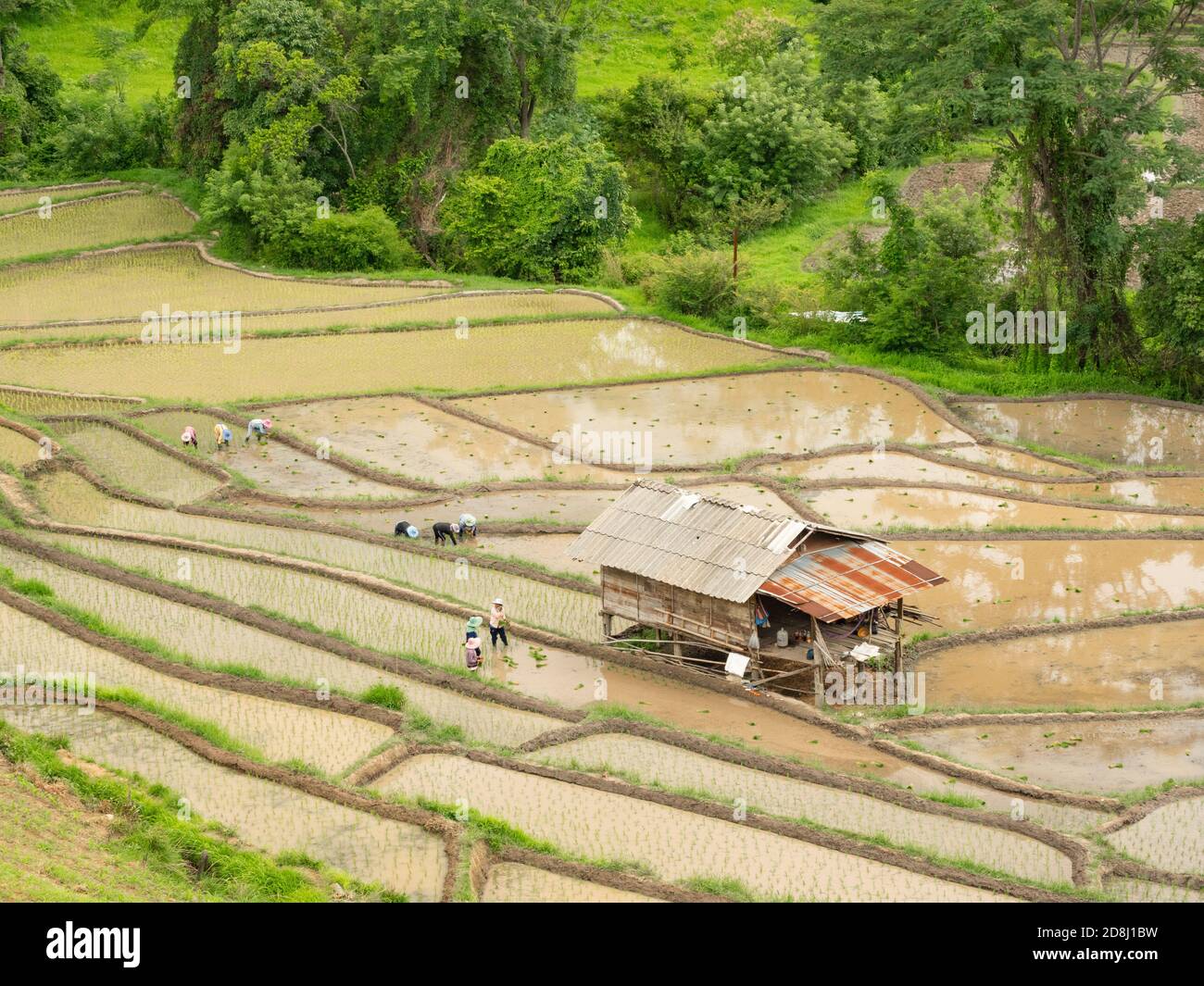 Planting season and indirect seeding Stock Photo - Alamy