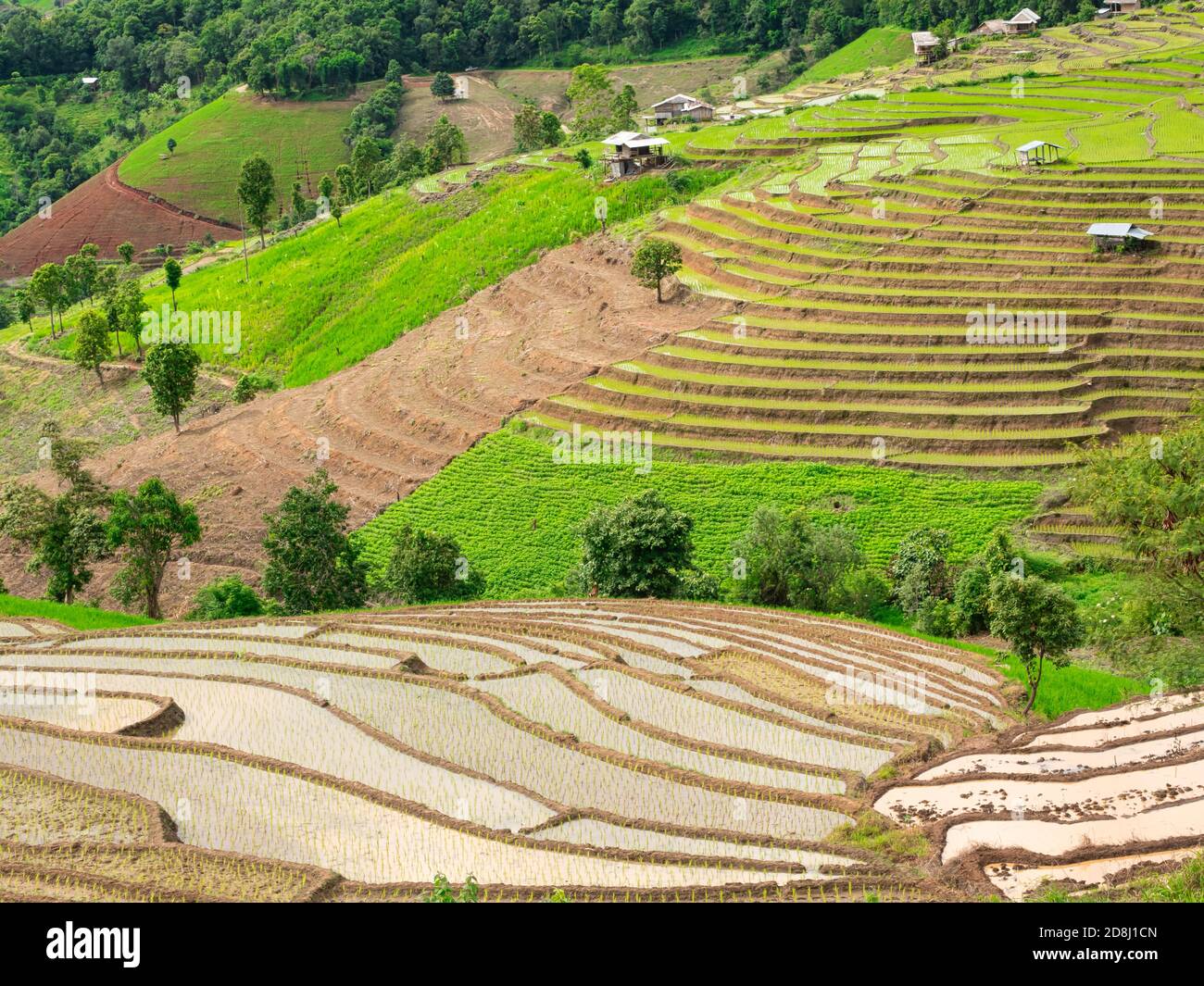 The scenery of Pa Bong Piang rice terraces at Chiang Mai province ...