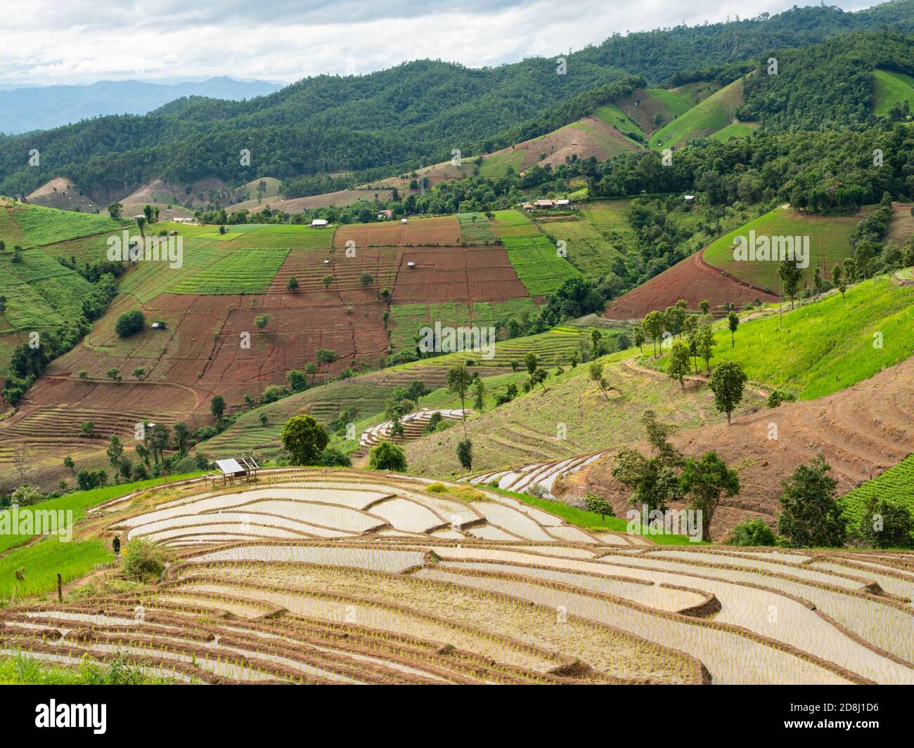 Farming and rice fields on the mountains by hill tribes. Rice terraces ...