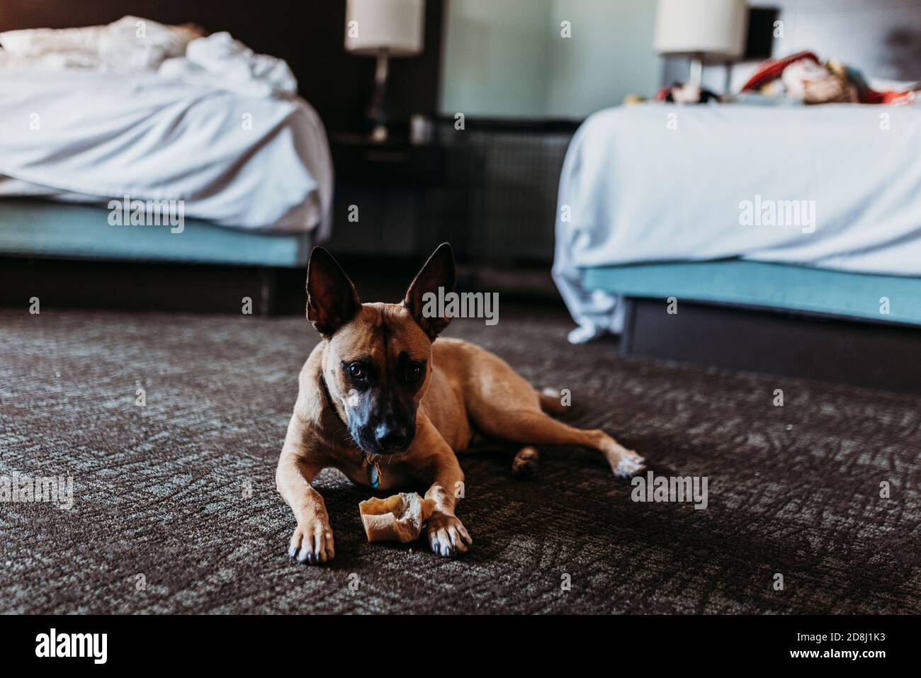 Young German Shepard Mix dog with bone in hotel room in Palm Springs ...