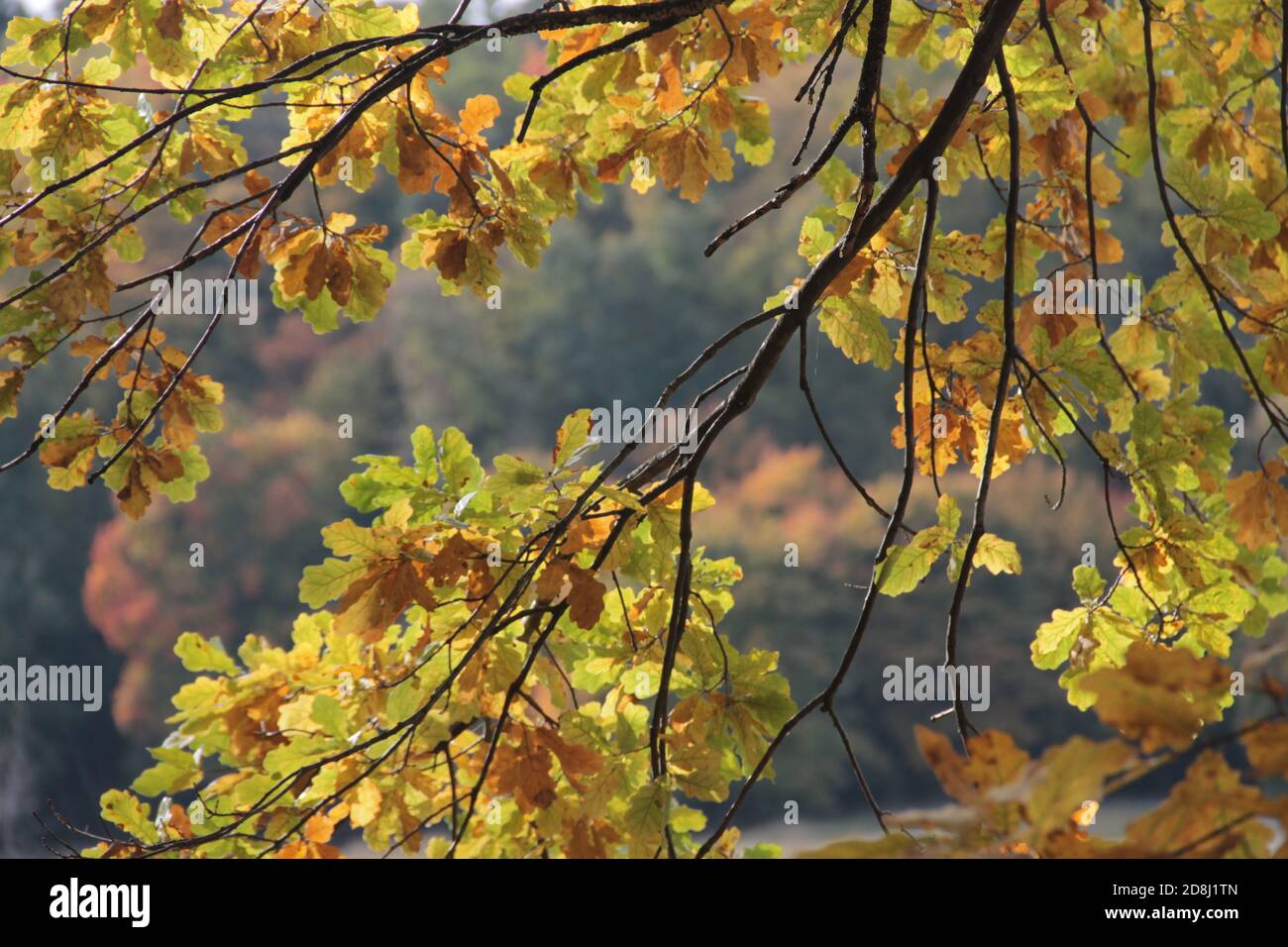 A golden branch Stock Photo - Alamy