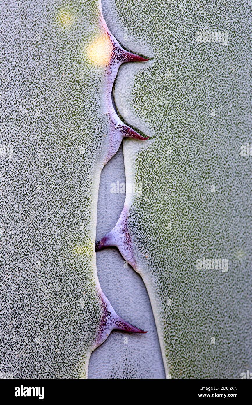 Agave plant growing in Cabo de Gata natural park, Spain Agave Americana ...