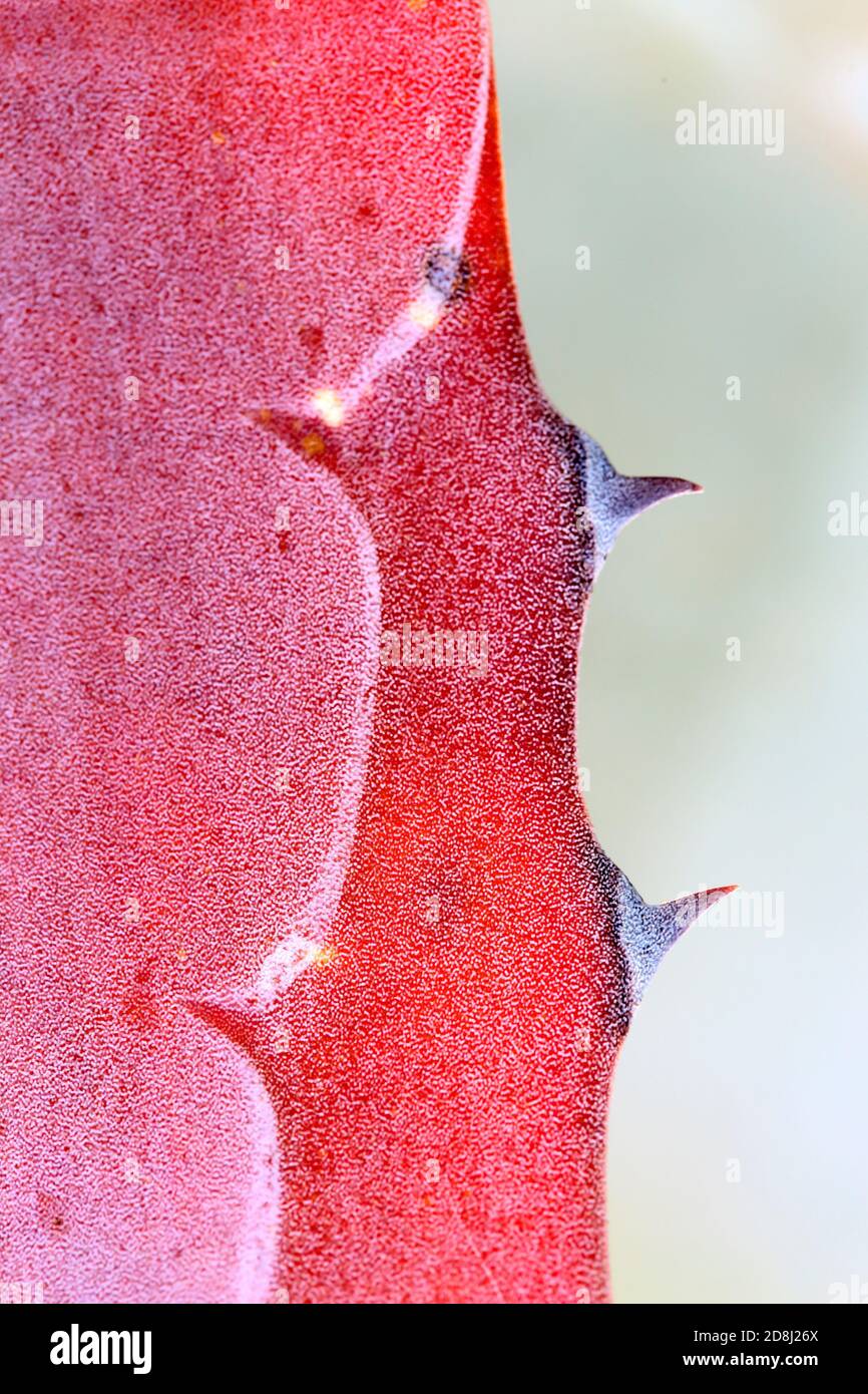 Agave plant growing in Cabo de Gata natural park, Spain Agave Americana ...
