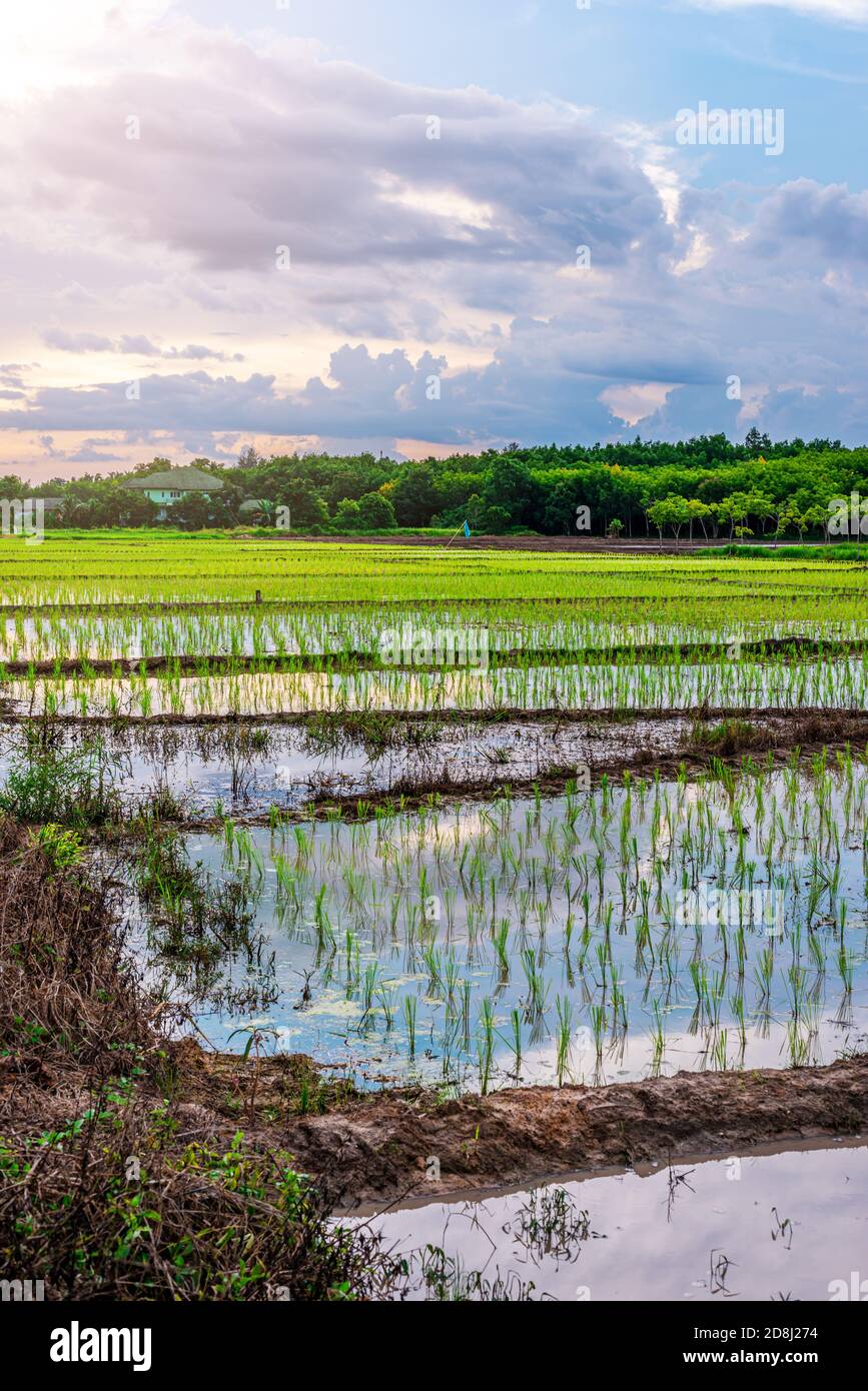 Rice field, Agriculture, paddy, with sky sunrise or sunset in twilight ...