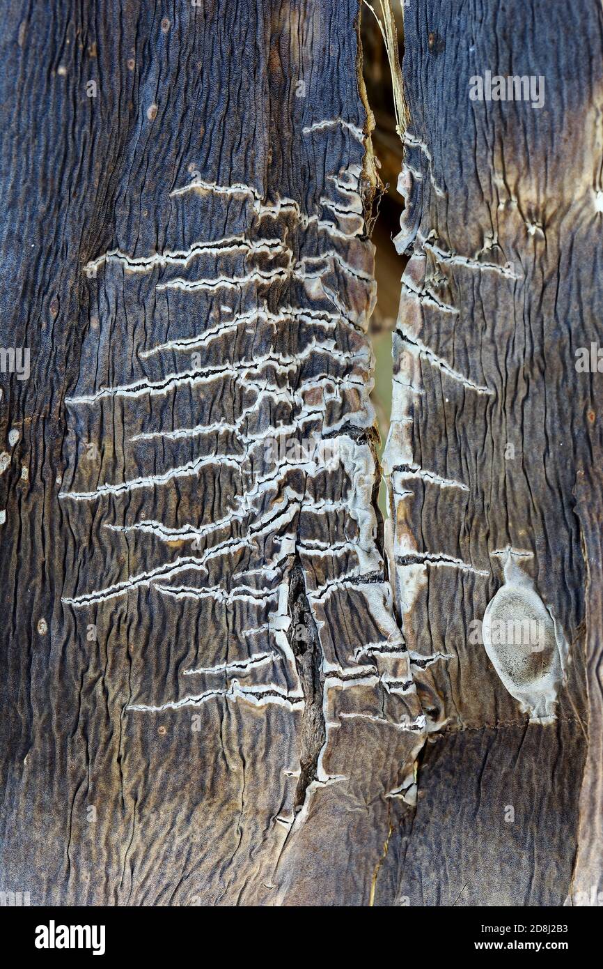 Agave plant growing in Cabo de Gata natural park, Spain Agave Americana ...