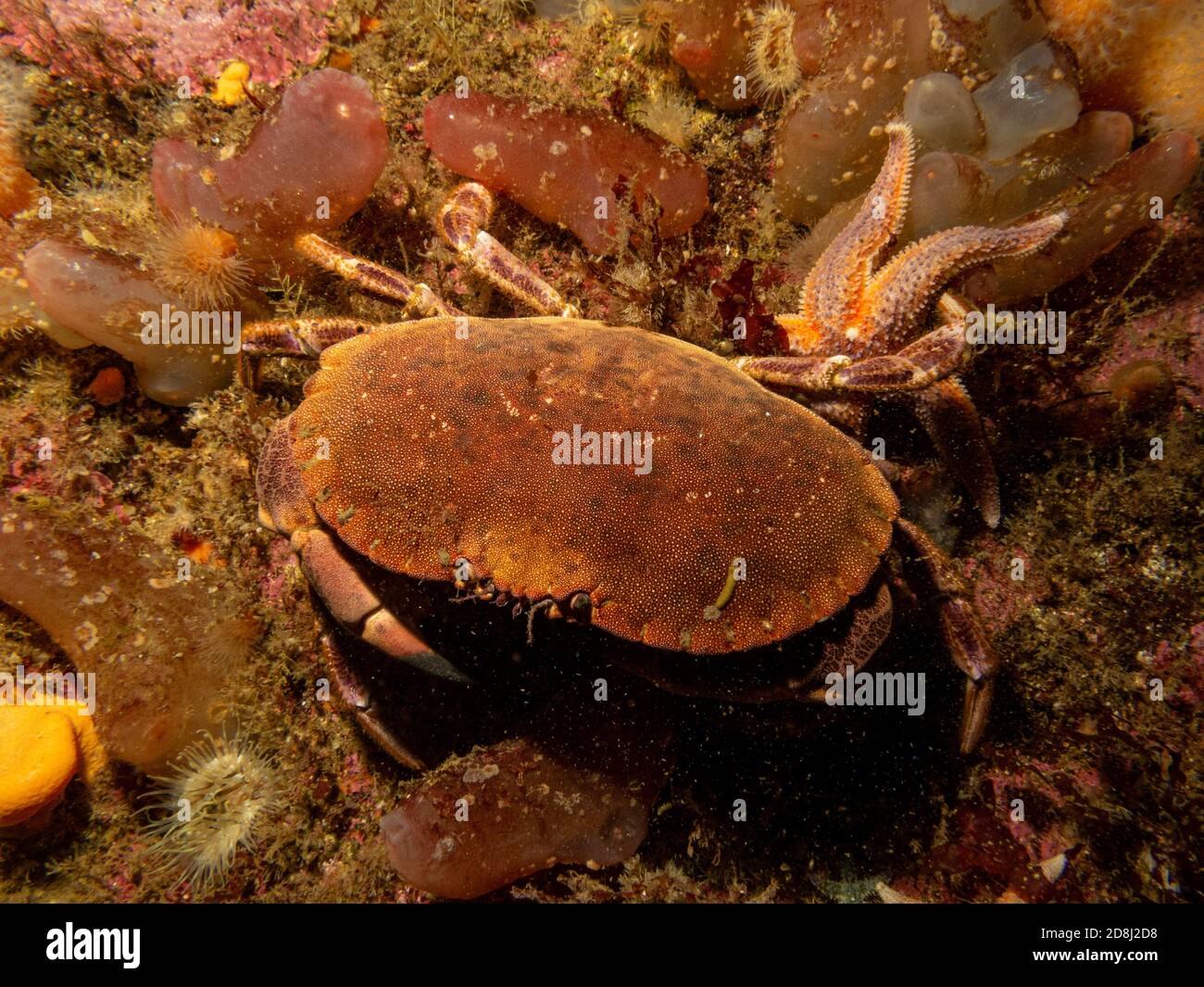 A closeup picture of a Cancer pagurus, also known as edible crab or ...