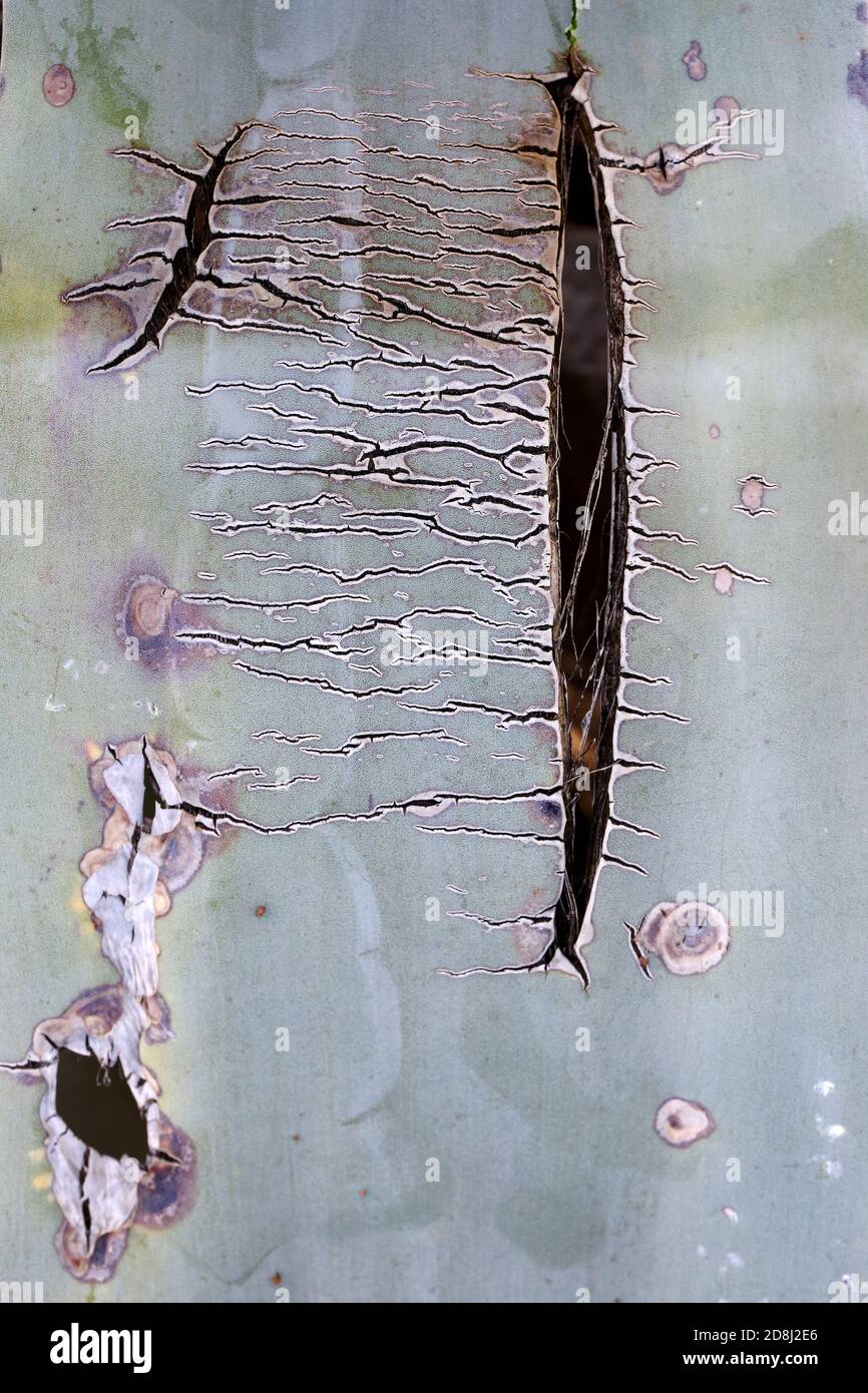 Agave plant growing in Cabo de Gata natural park, Spain Agave Americana ...