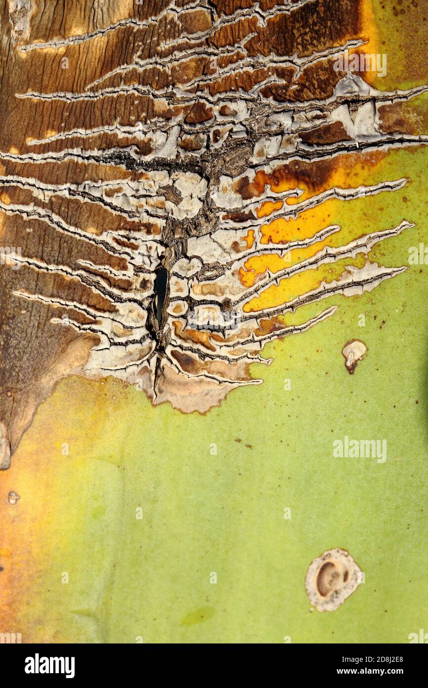 Agave plant growing in Cabo de Gata natural park, Spain Agave Americana ...