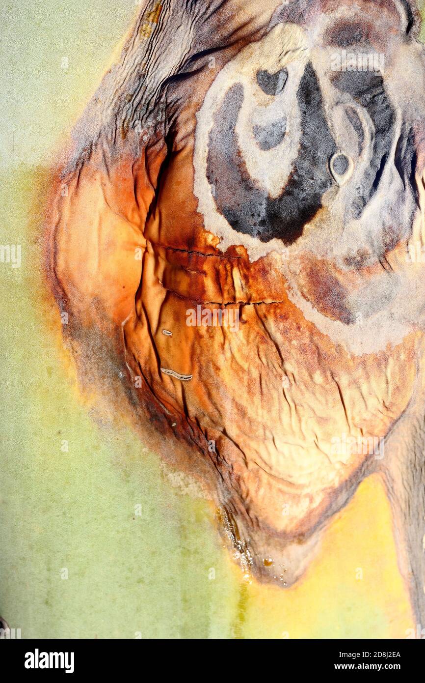 Agave plant growing in Cabo de Gata natural park, Spain Agave Americana ...