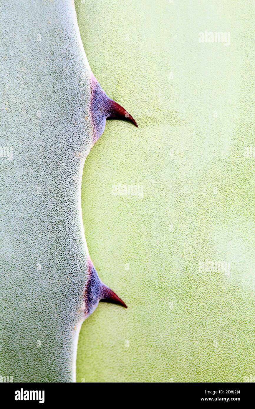 Agave plant growing in Cabo de Gata natural park, Spain Agave Americana ...