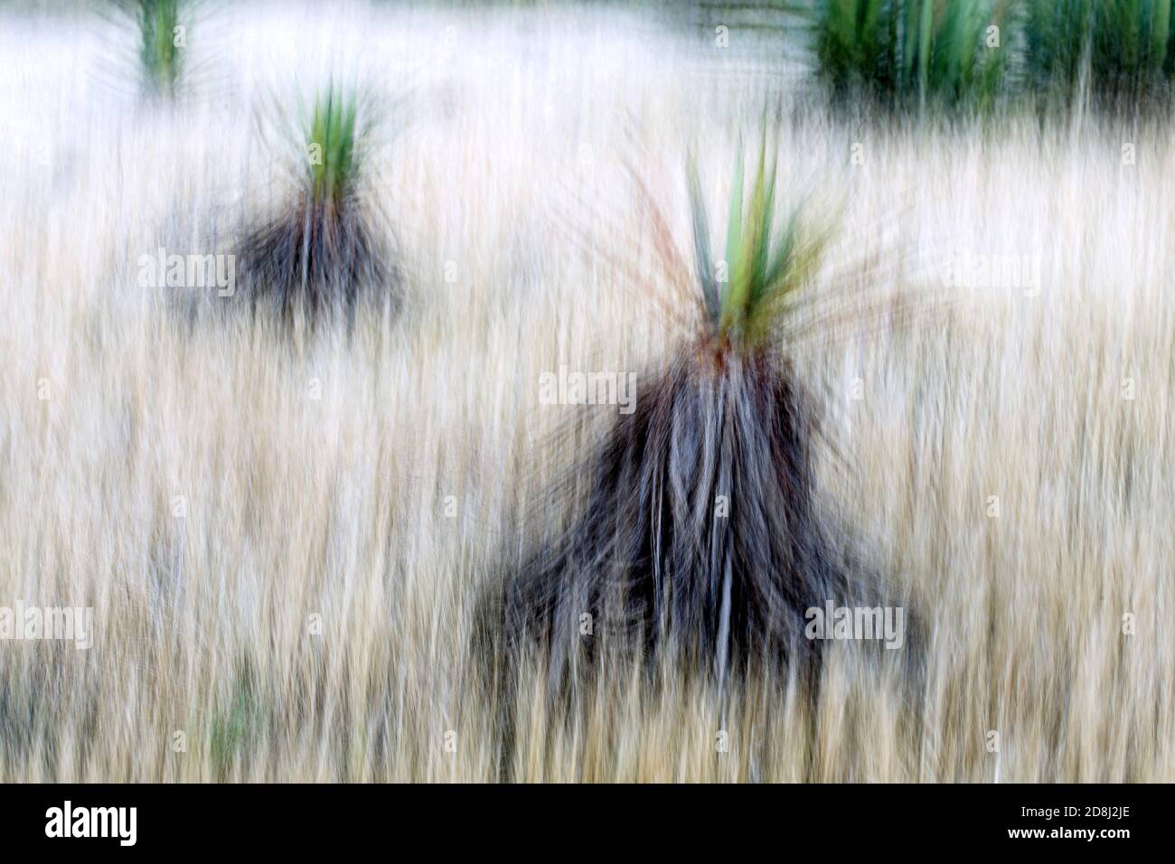 Agave plant growing in Cabo de Gata natural park, Spain Agave Americana ...