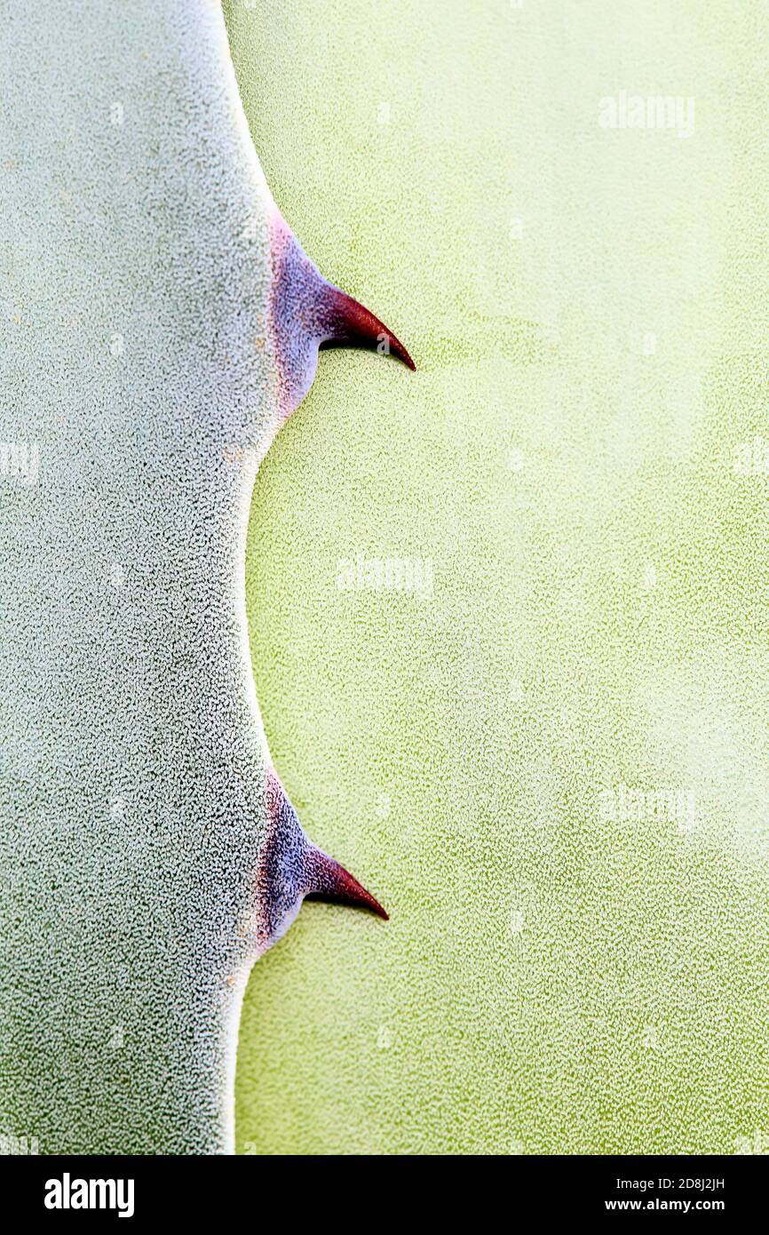 Agave plant growing in Cabo de Gata natural park, Spain Agave Americana ...