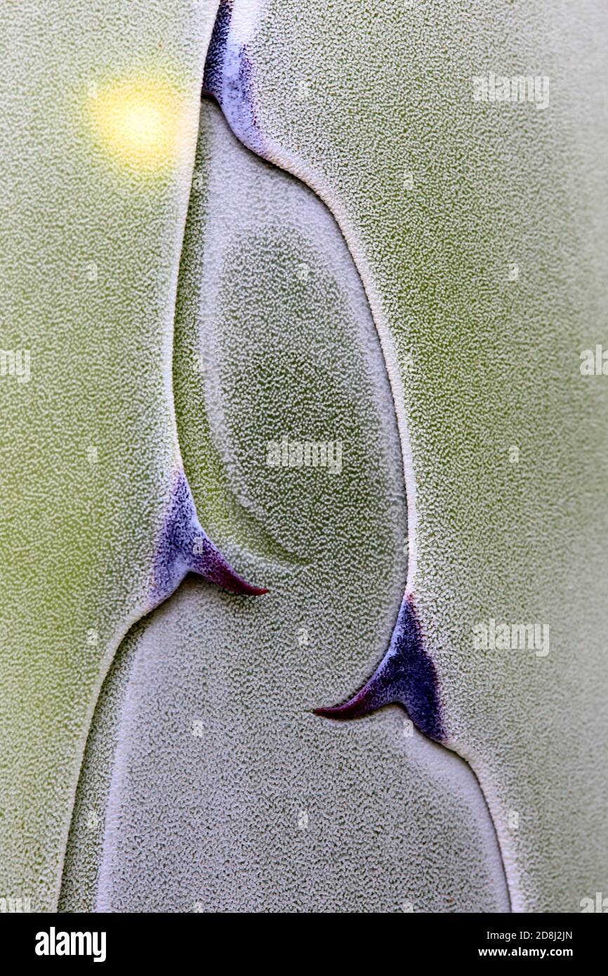 Agave plant growing in Cabo de Gata natural park, Spain Agave Americana ...
