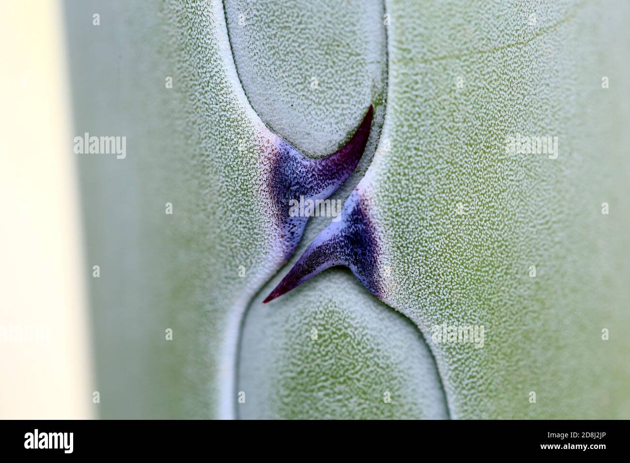 Agave plant growing in Cabo de Gata natural park, Spain Agave Americana ...
