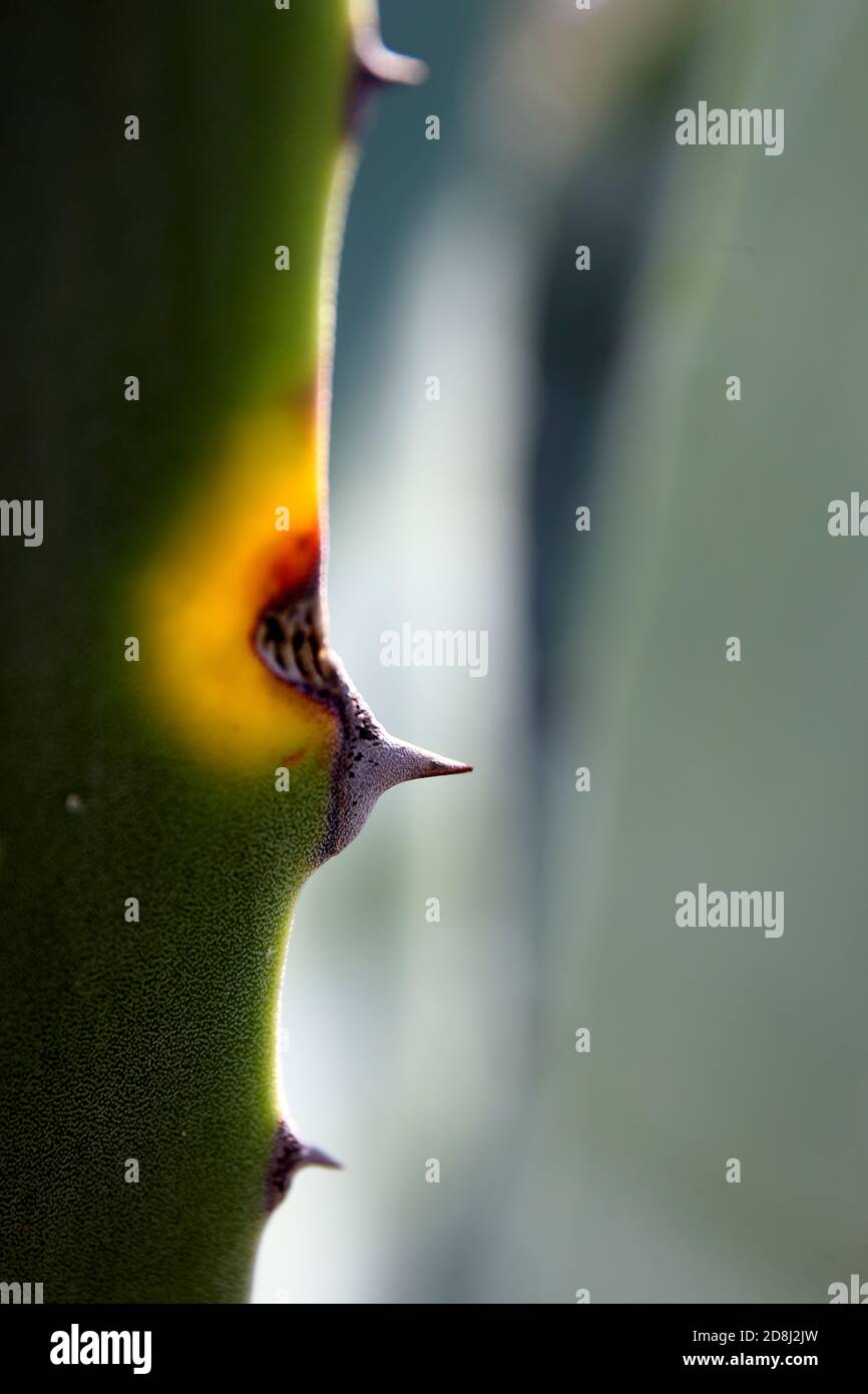Agave plant growing in Cabo de Gata natural park, Spain Agave Americana ...