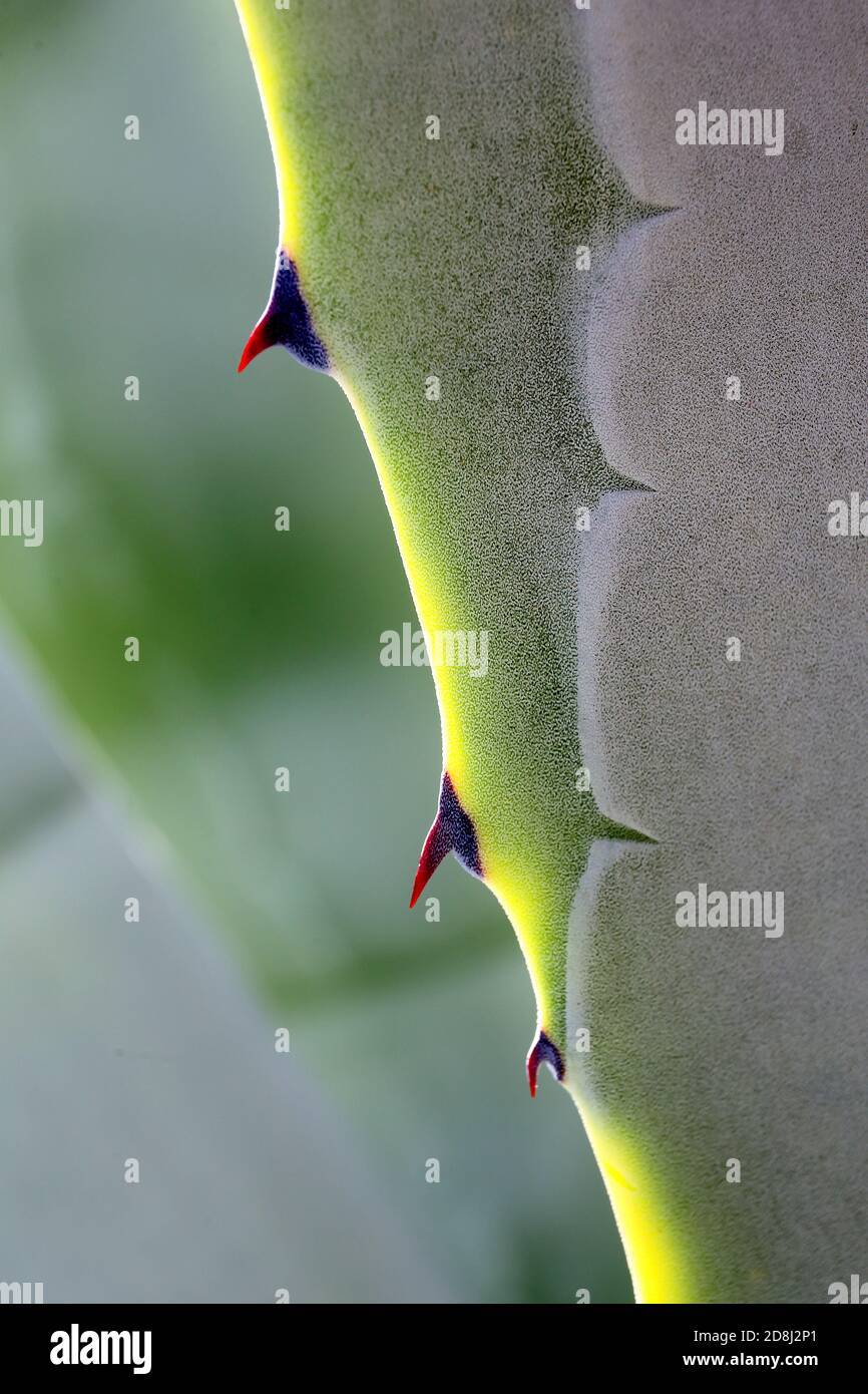 Agave plant growing in Cabo de Gata natural park, Spain Agave Americana ...