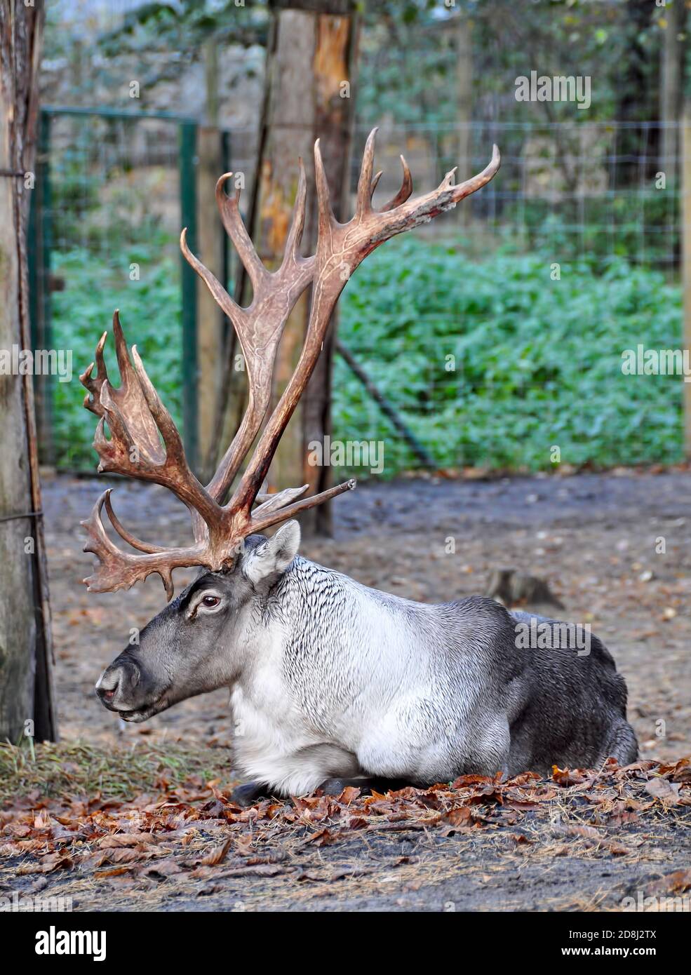 Finnish forest reindeer hi-res stock photography and images - Alamy