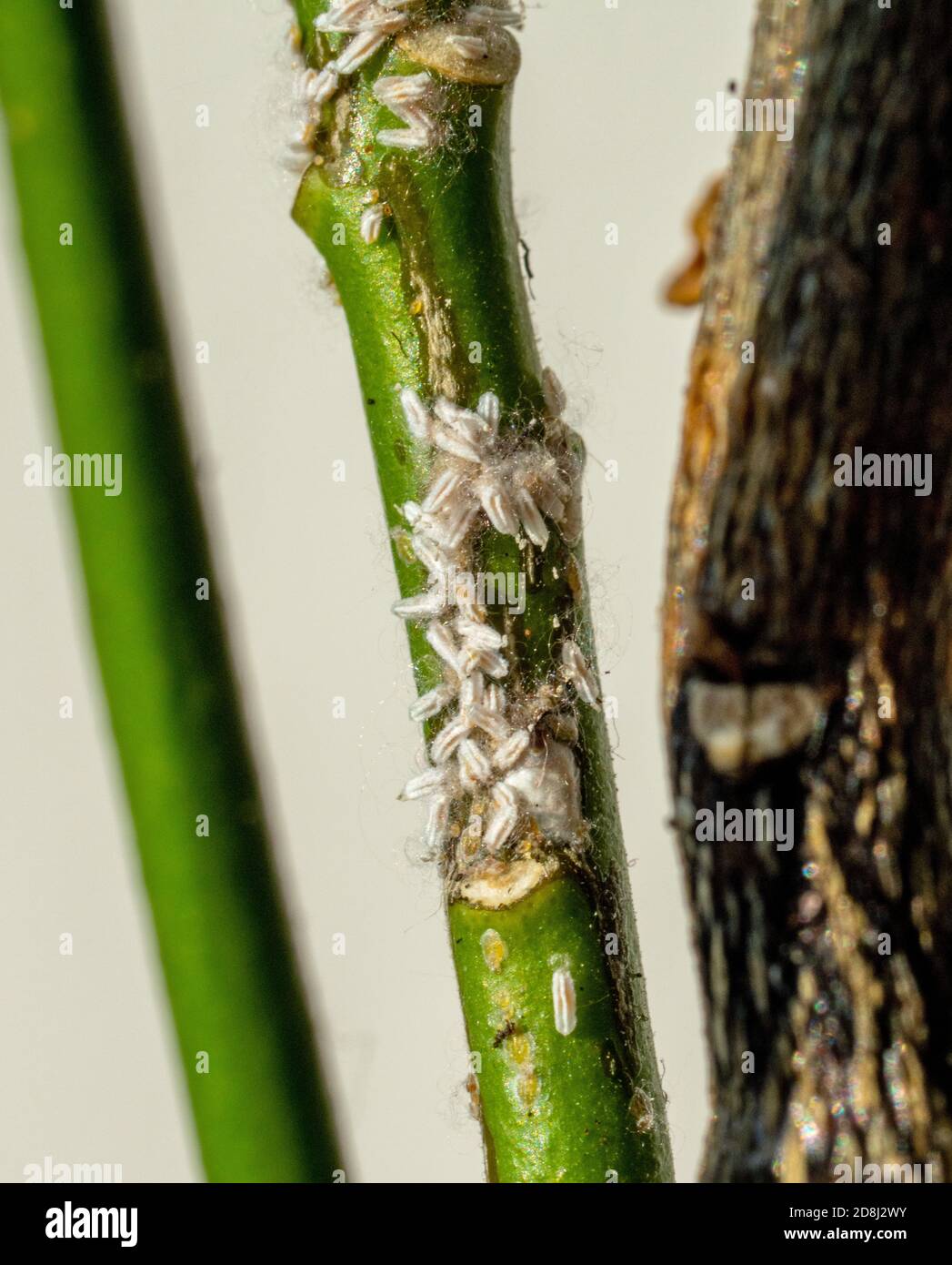 colony of Mealybugs Pseudococcidae scabies Diaspididae attacking the ...