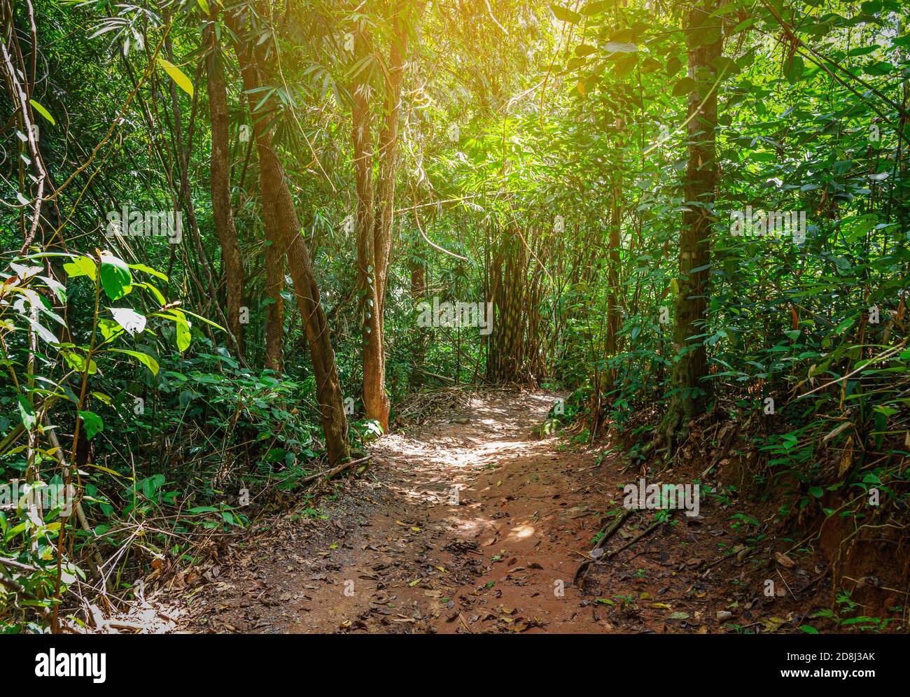 Way in forest with green leaf and sunlight background Stock Photo - Alamy