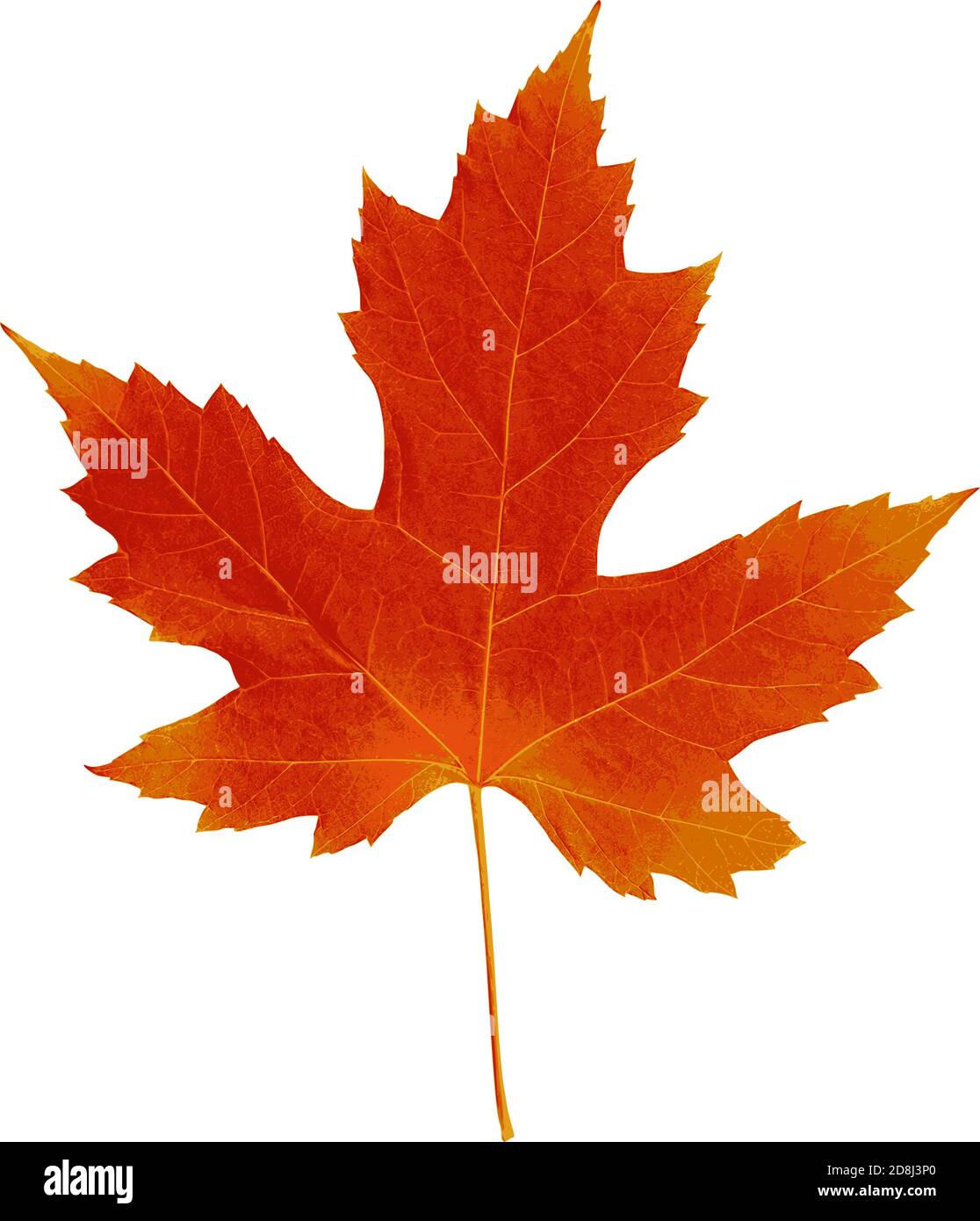 Autumn leaf. Autumn maple leaf isolated on a white background. Vector illustration Stock Vector ...