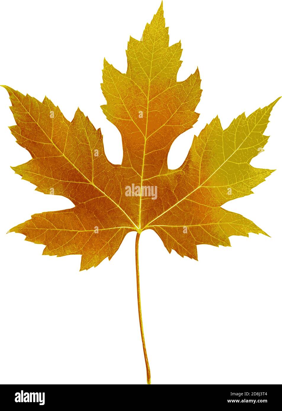 Autumn leaf. Autumn maple leaf isolated on a white background. Vector illustration Stock Vector ...