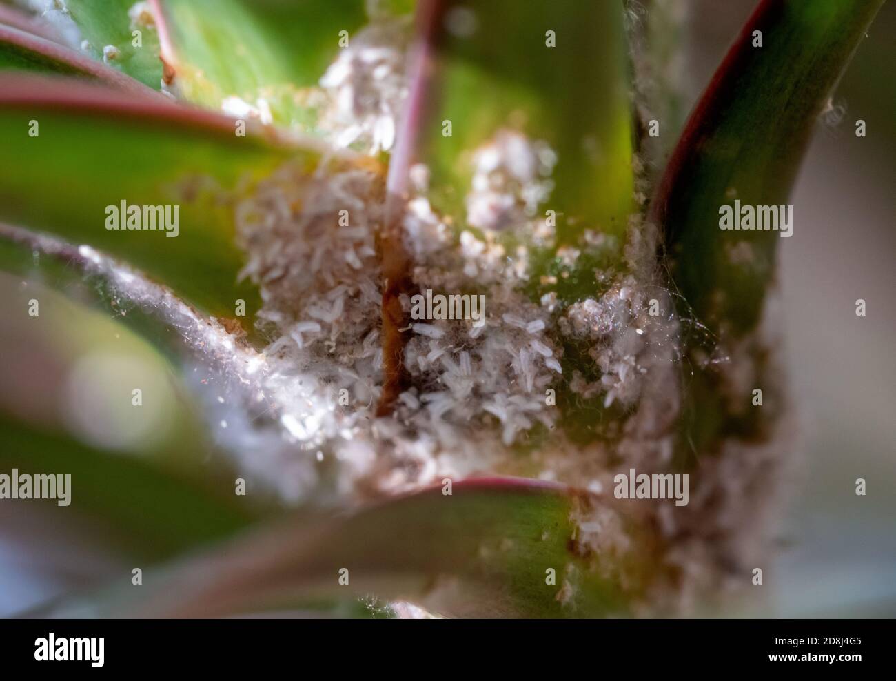 colony of Mealybugs Pseudococcidae scabies Diaspididae attacking the ...