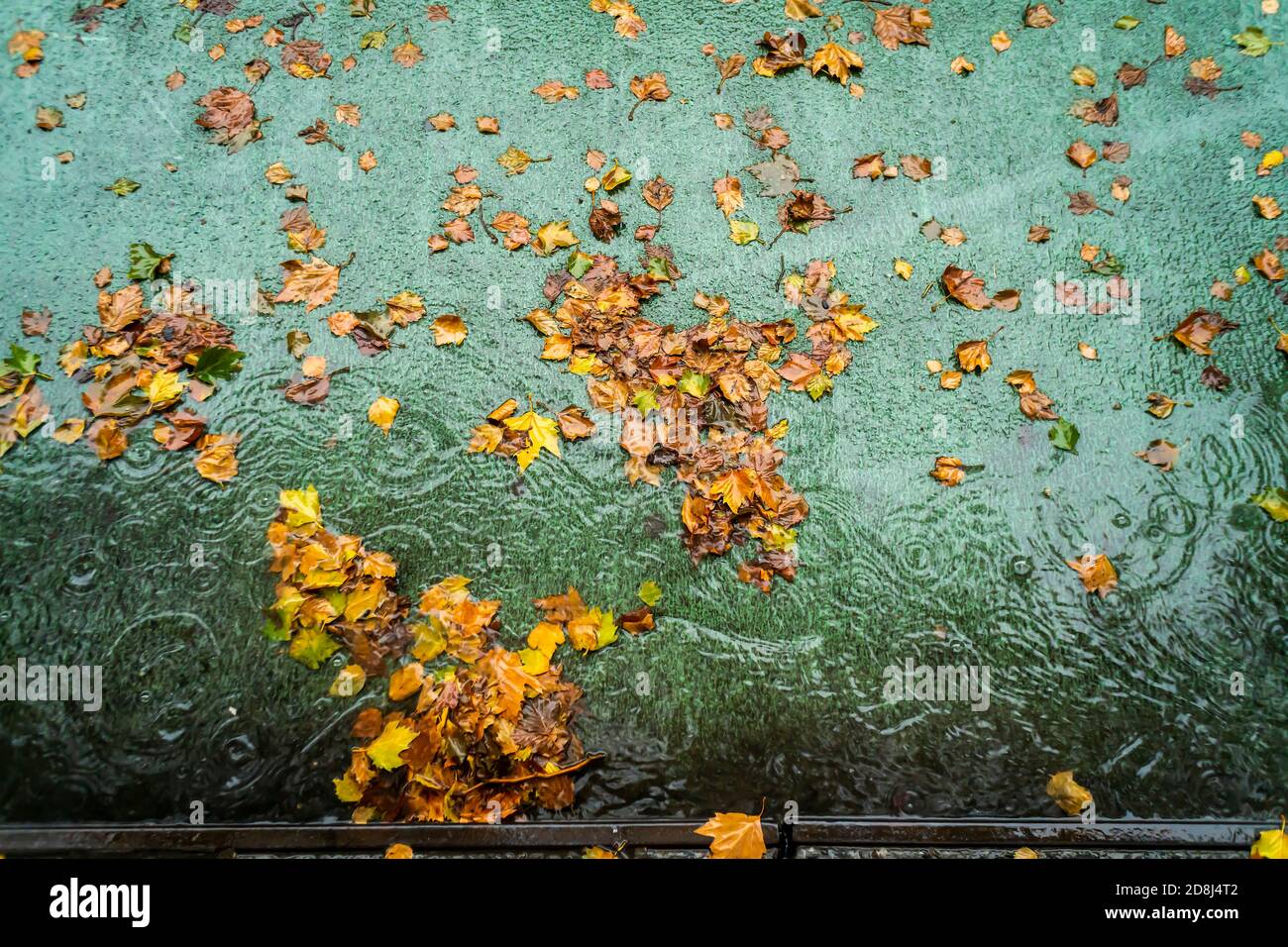 Colorful fall foliage in the Chelsea neighborhood of New York covers ...