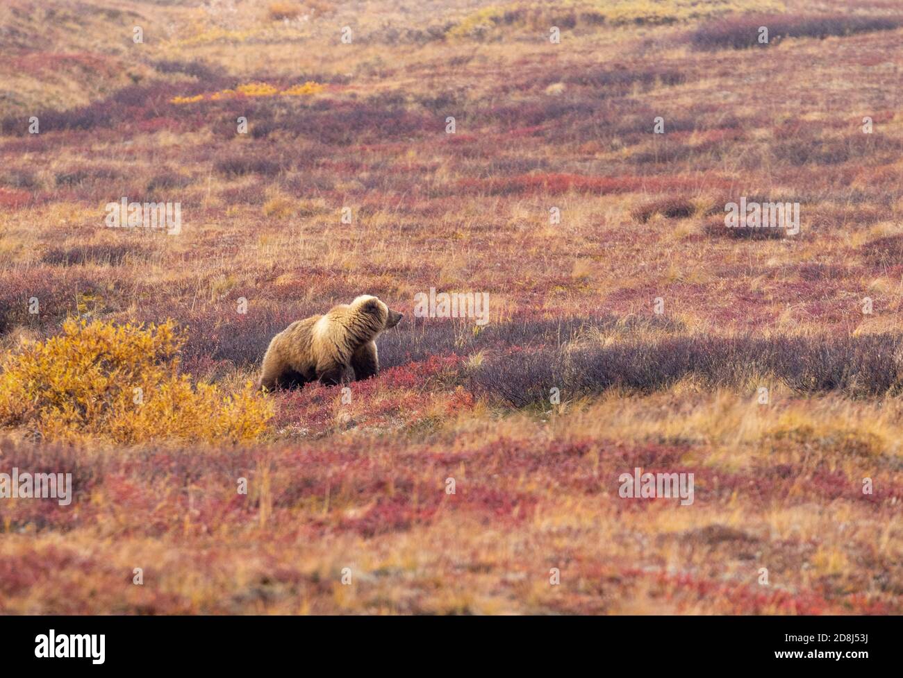 Grizzly Bear in Fall in Denali National Park Alaska Stock Photo - Alamy