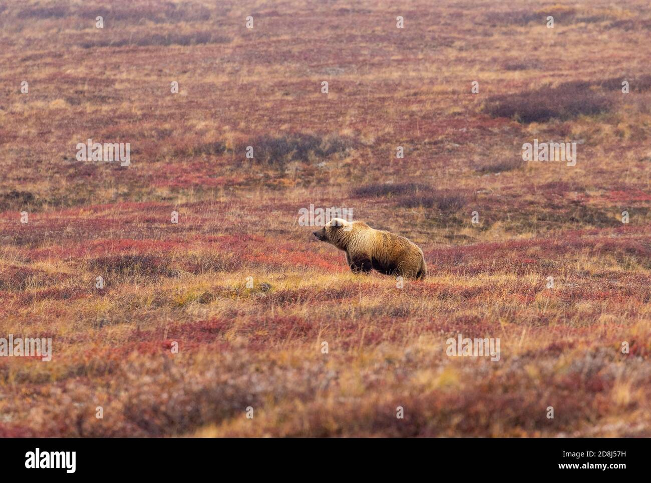 Grizzly Bear in Fall in Denali National Park Alaska Stock Photo - Alamy