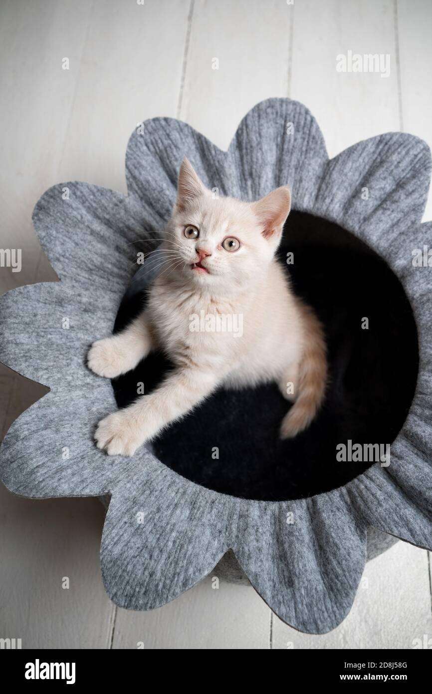 cute playful british shorthair kitten inside flower shaped pet bed ...