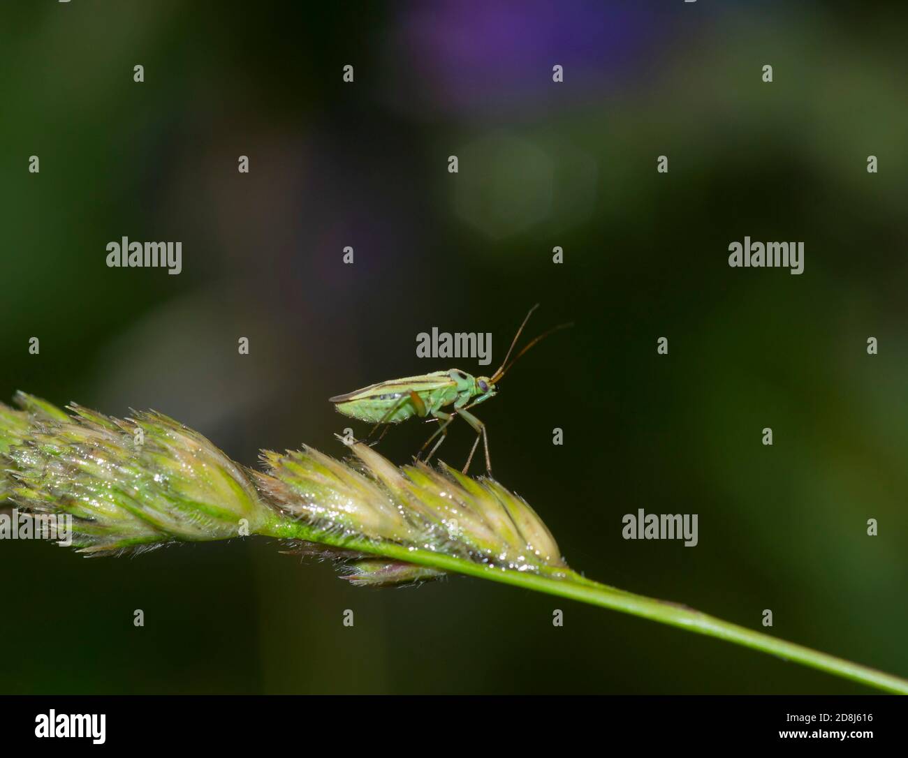 detail of a small insect on a blade of grass Stock Photo - Alamy