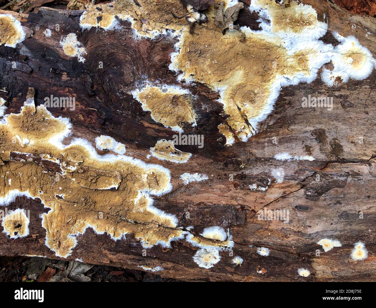 Close up of a rustic and wet wood texture with yellow mold. Autumn ...