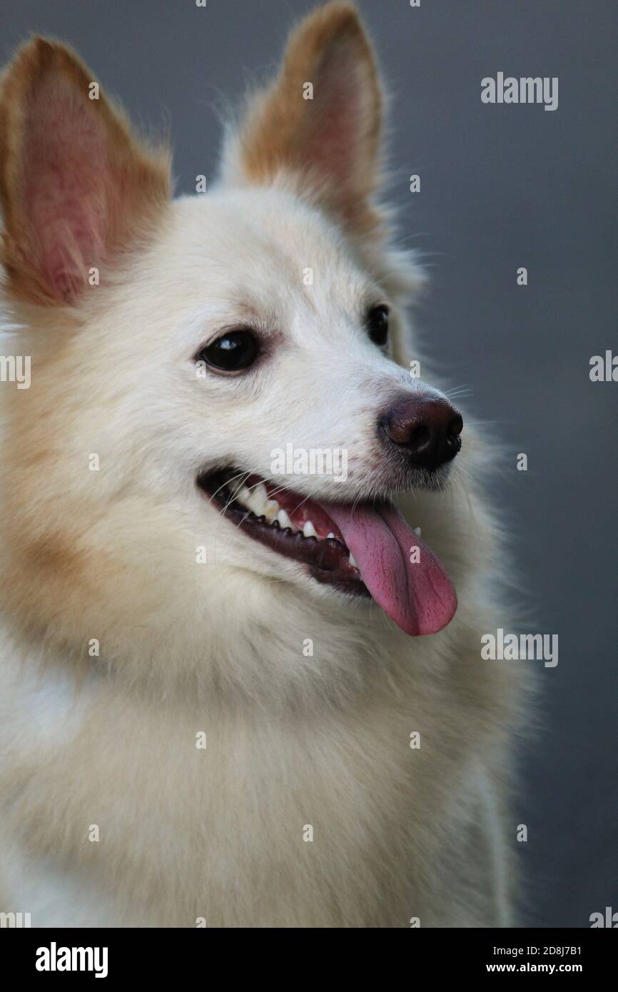cute white hairy samoyed dog in nice background Stock Photo - Alamy