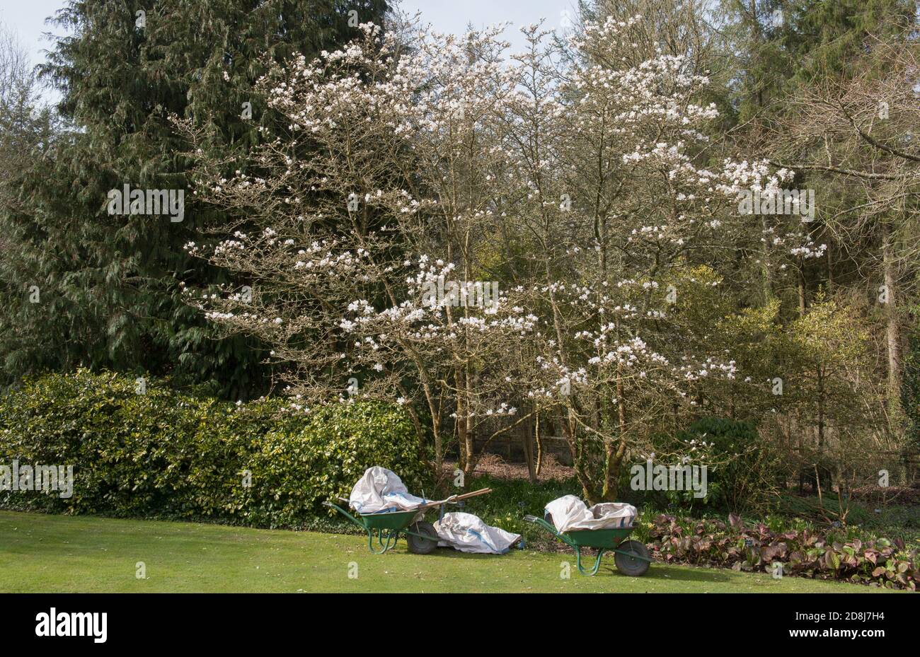 White magnolia garden hi-res stock photography and images - Alamy