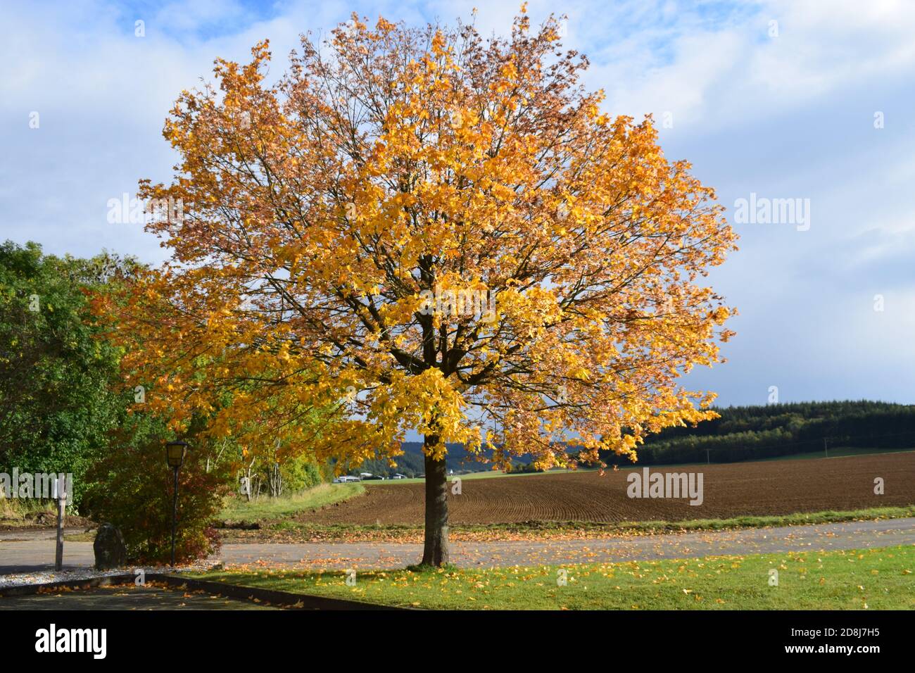 Perfect shape shaped tree hi-res stock photography and images - Alamy