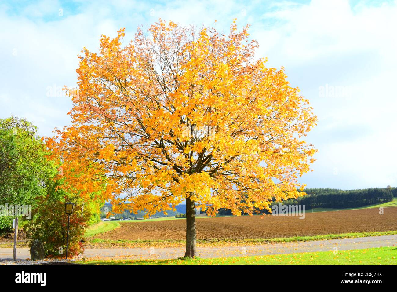 Perfect shape shaped tree hi-res stock photography and images - Alamy