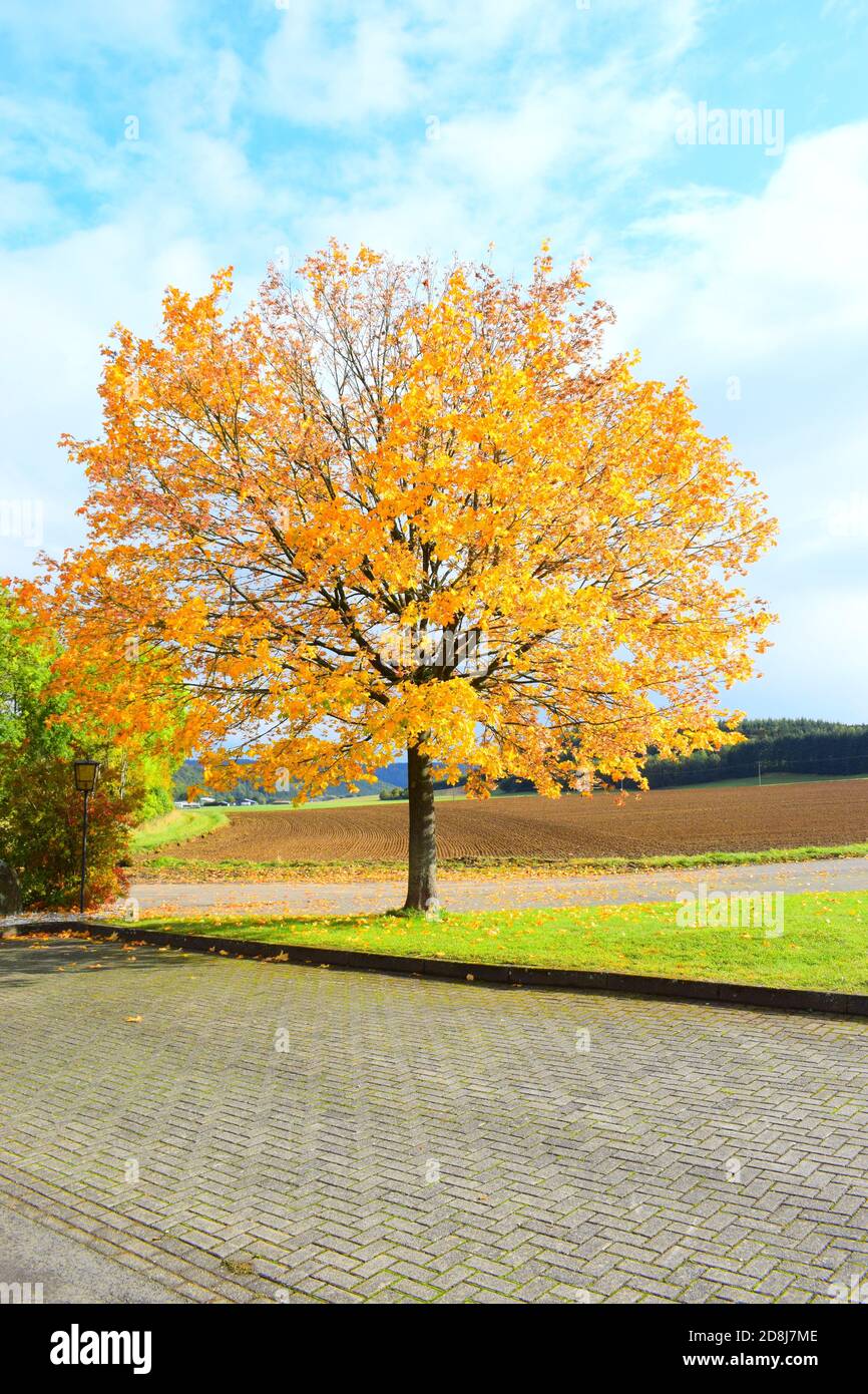 Perfect shape shaped tree hi-res stock photography and images - Alamy