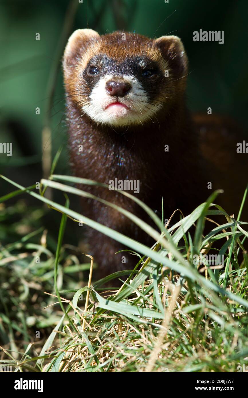 British wildlife centre surrey uk hi-res stock photography and images ...