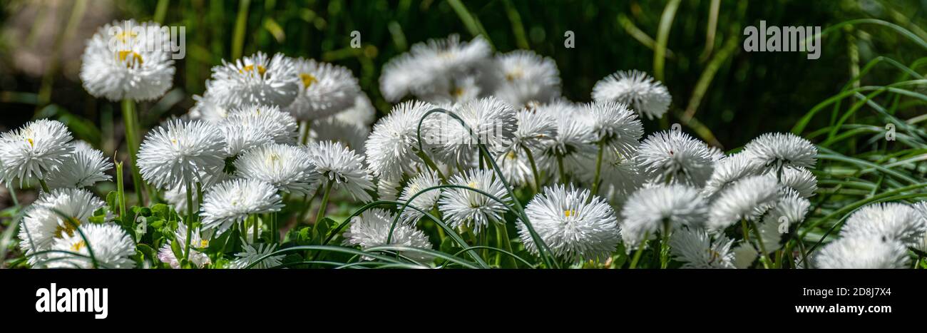 Panoramic landscape of blooming small white flowers. a flower with a ...