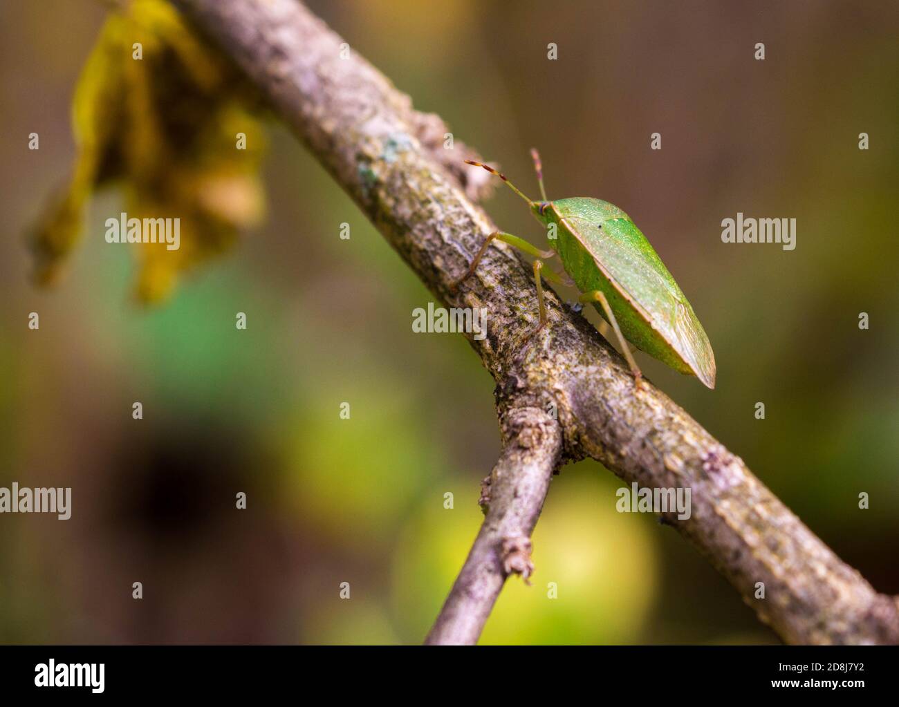 Rhaphigaster nebulosa, mottled shieldbug Stock Photo - Alamy