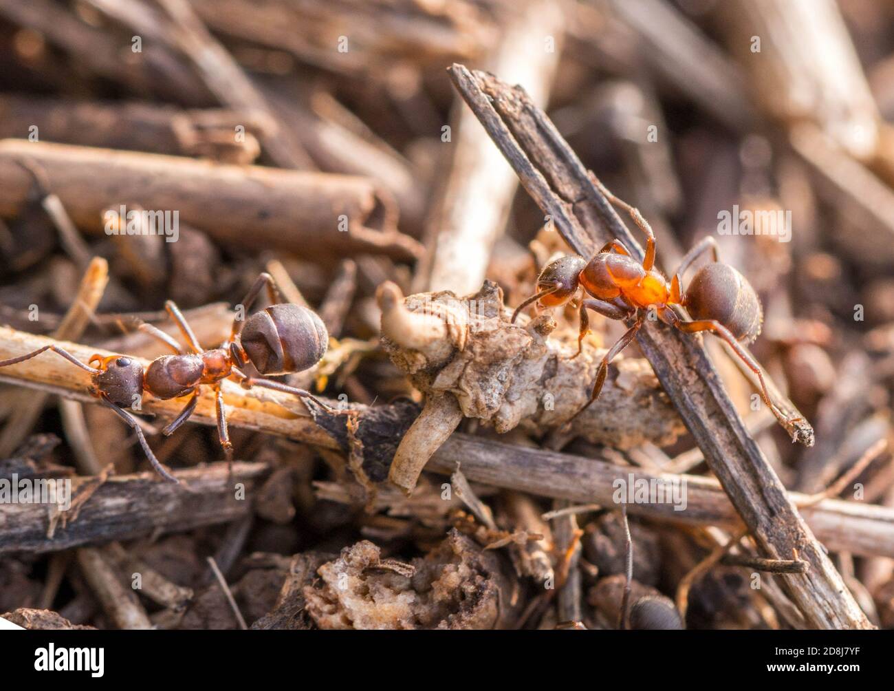 Red ants, Fire ants Stock Photo - Alamy