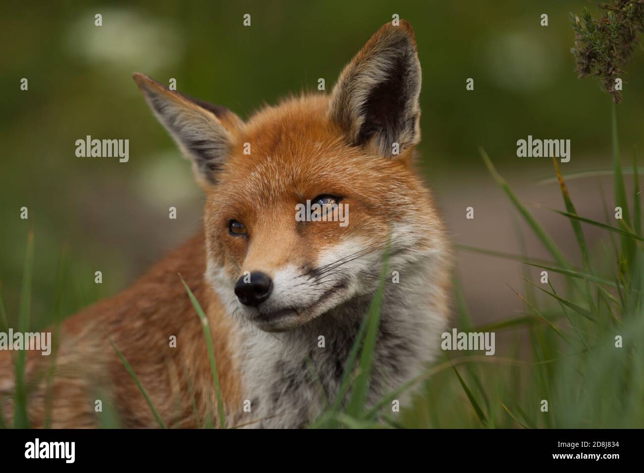 Captive European Fox (Vulpes Vulpes) Portrait. British Wildlife Centre ...