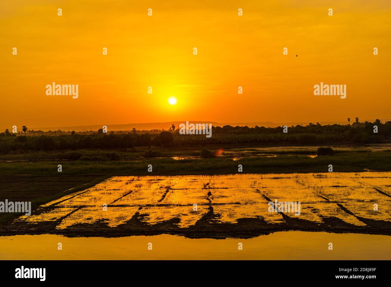 Silhouette shot of farm field during a golden sunset Stock Photo - Alamy