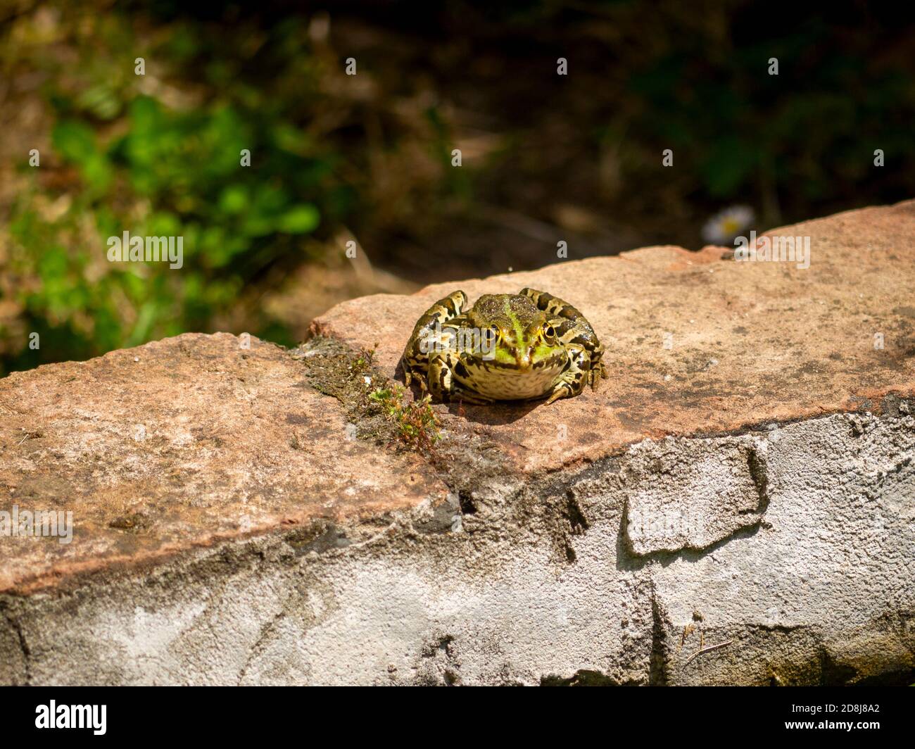 A toad sunbathing on a brick wall Stock Photo - Alamy