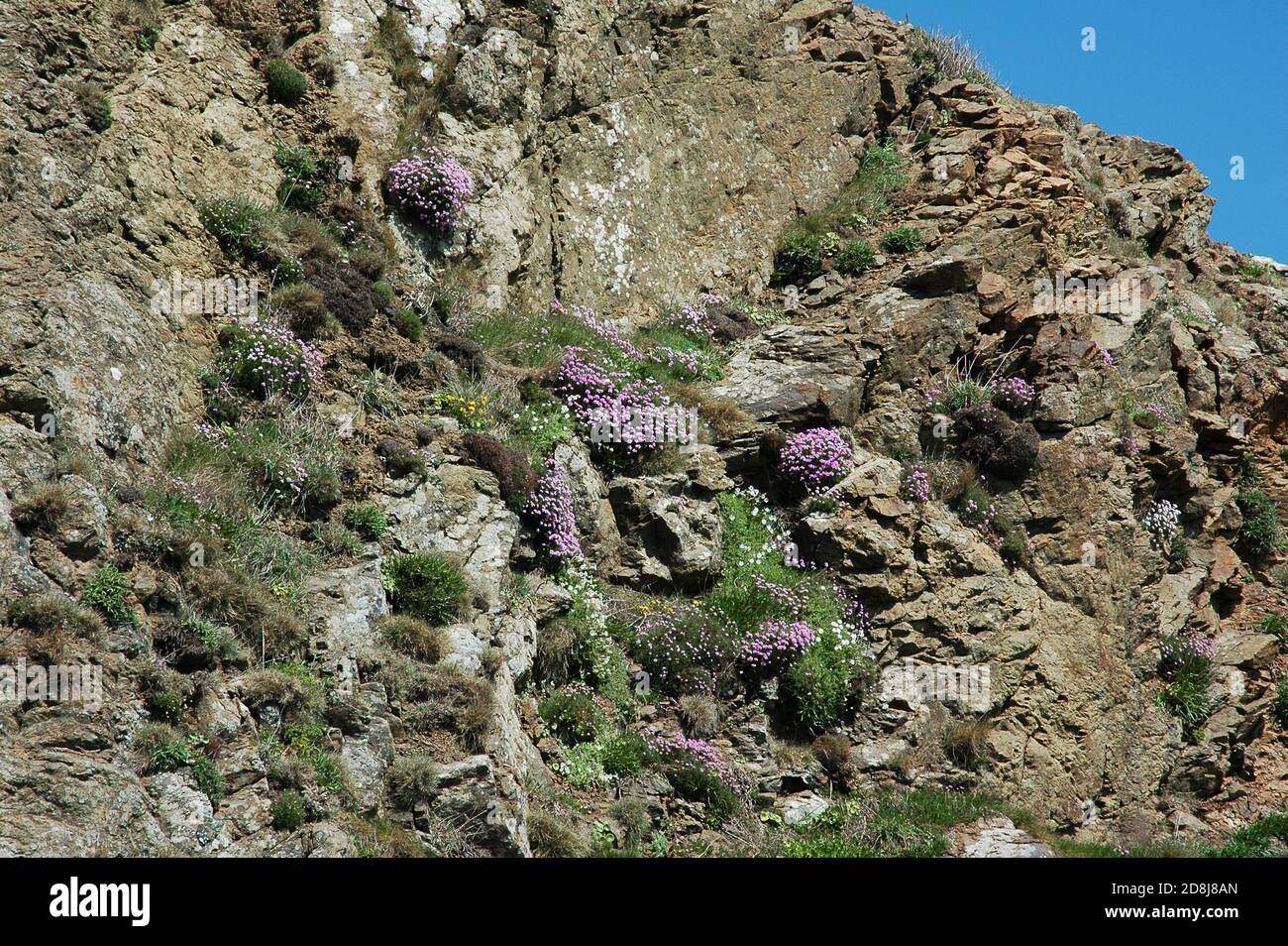 Sark wildflowers hi-res stock photography and images - Alamy