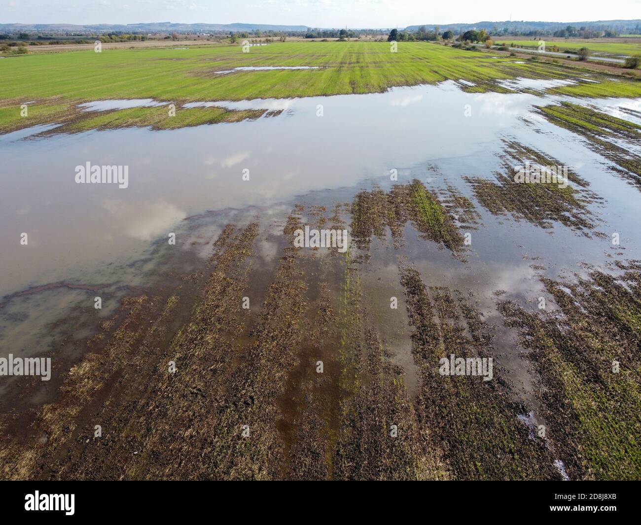 Flooded wheat after a downpour. Destruction of farm crops Stock Photo ...