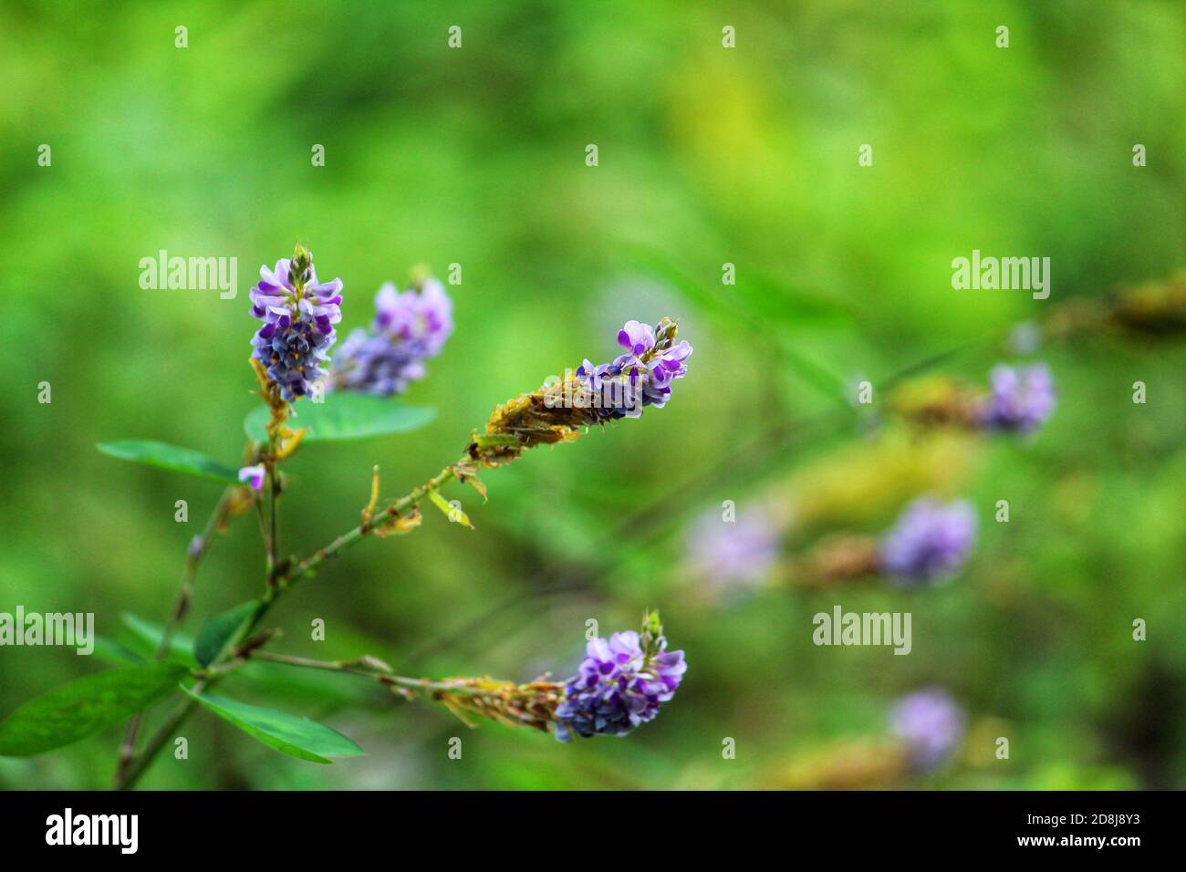 Beautiful wild grass variety of india nature wallpaper Stock Photo - Alamy