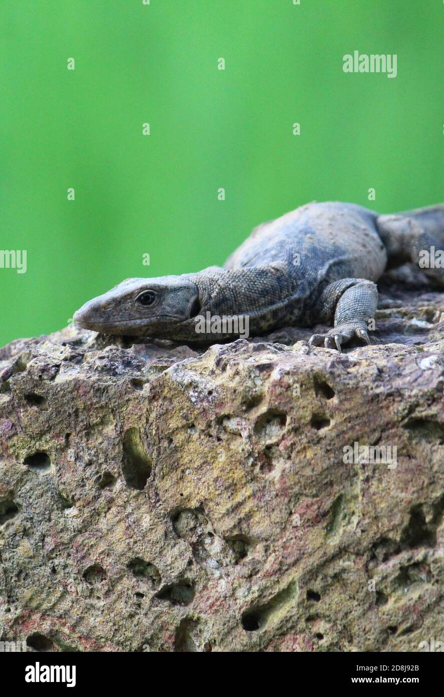 Moniter lizard resting on rock inindian jungle Stock Photo - Alamy