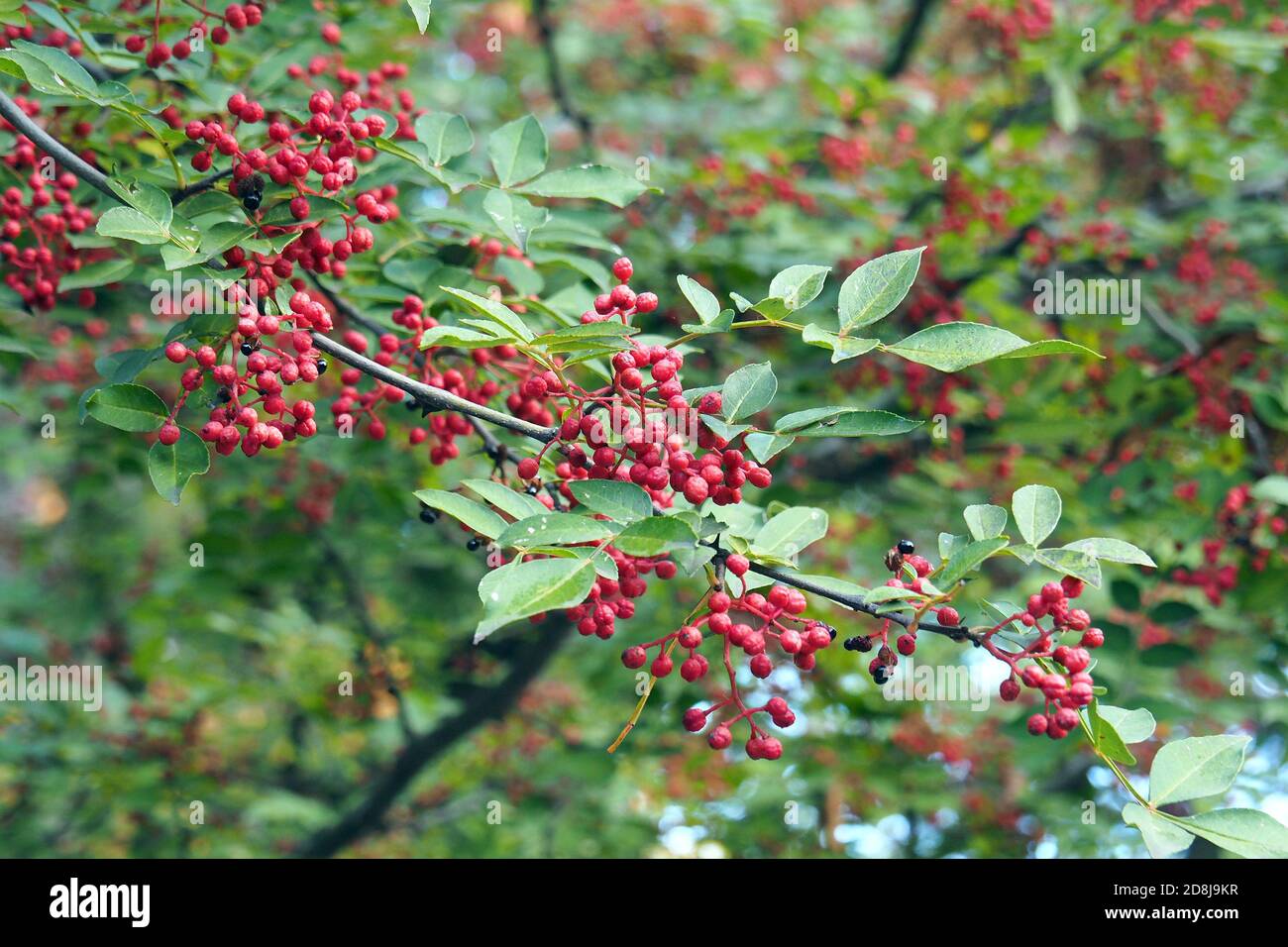 common prickly-ash, common pricklyash, common prickly ash, Zanthoxylum ...